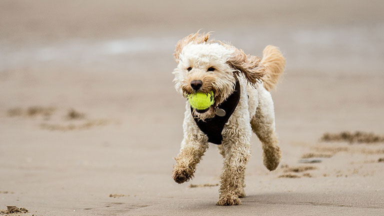 Bupa Pet Insurance – Help Protect Your Pet From The Unexpected