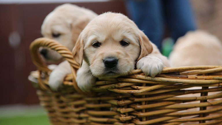 Bupa Pet Insurance – Help Protect Your Pet From The Unexpected